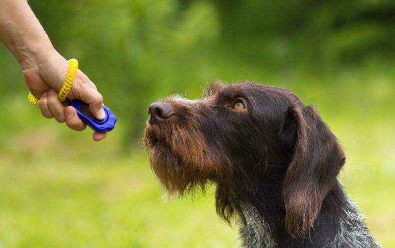 5 Tips and Tricks to Master the Art of Training Your Hunting Dog ...